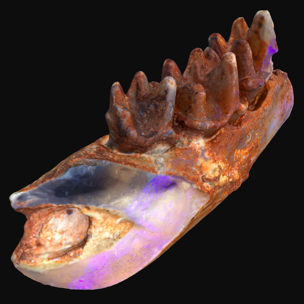 Steropodon galmani